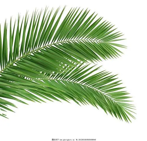 椰子树叶素材_百度图片搜索-花瓣网