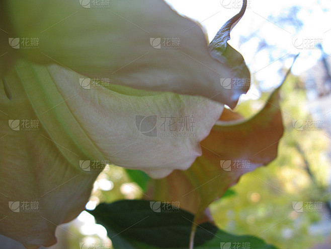 P.Spring粉红色的专辑