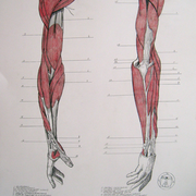 Random anatomy sketches 2 by *RV1994 on deviantART