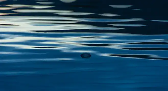 One Feather by Demond Davis on 500px-花瓣网