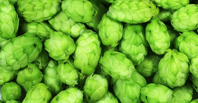 india-pale-ale-hops-social.jpg (1200×627)-花瓣网