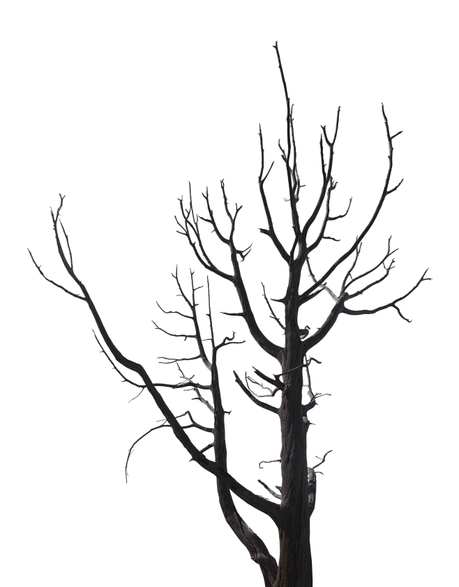 Dead Trees (7)