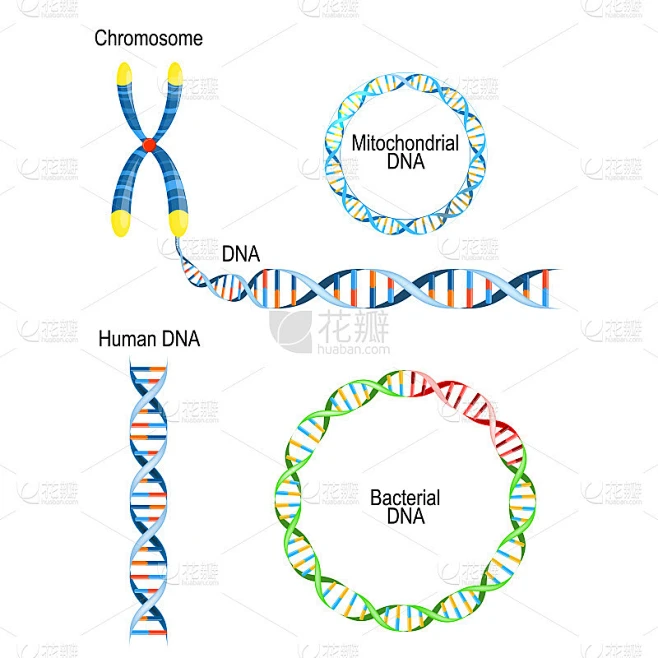 人类DNA -双螺旋，圆形原核生物染色体(细菌DNA)，线粒体DNA素材-花瓣网