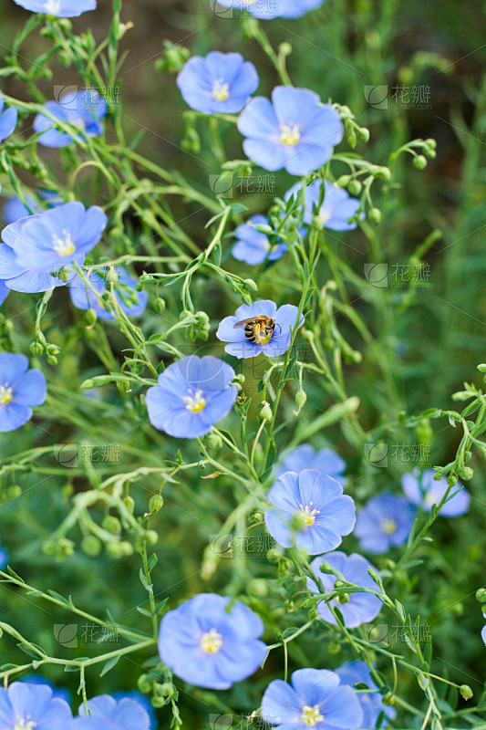 Flax flower