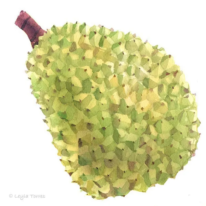 leyla_torres_watercolors-花瓣网