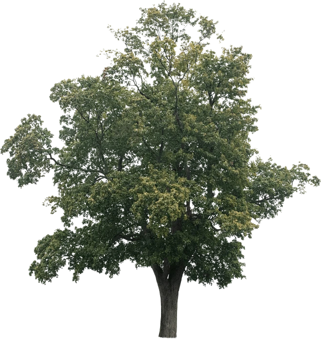 meye acer platanoides cut out tree in png-花瓣网