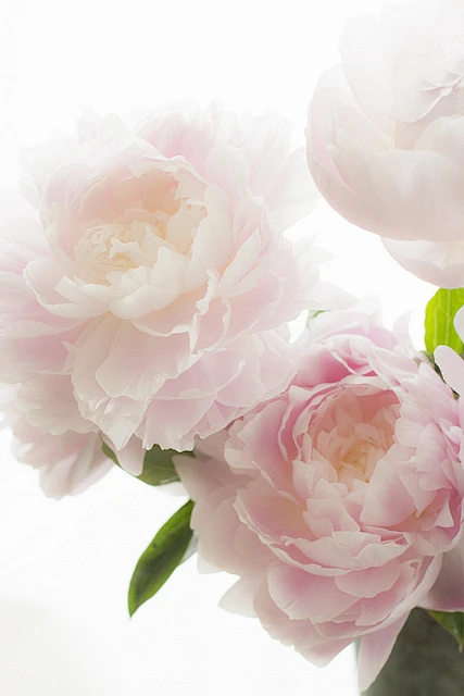 【花卉摄影精选图集下载】花卉花瓣装饰/花卉摄影精选图片_玫瑰图片素材-花瓣网