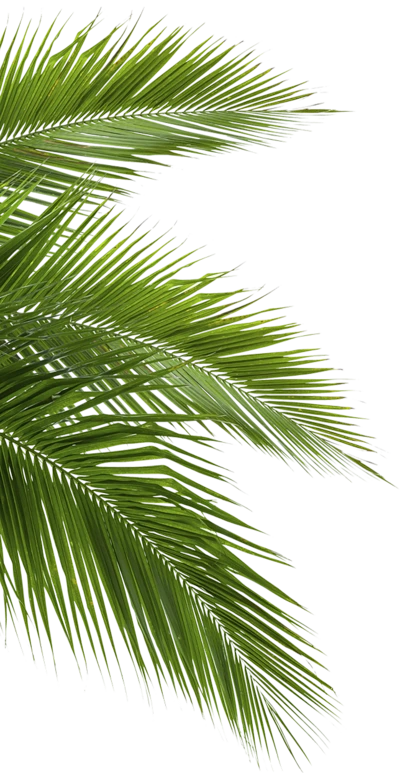 【米图网-52mitu.com】椰树 树叶 植物 叶子 椰树叶子 椰树叶椰子树叶子-花瓣网