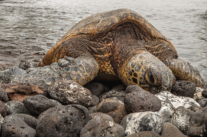 绿海龟在休息