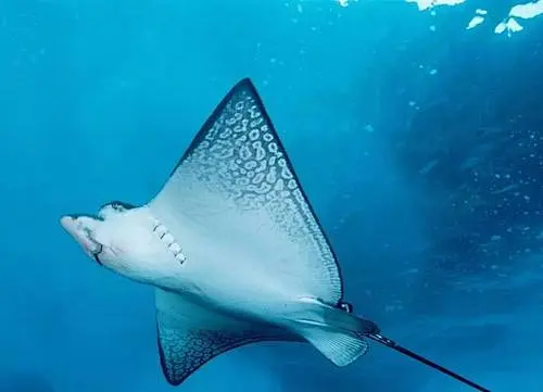 魔鬼鱼的搜索结果_百度图片搜索-花瓣网