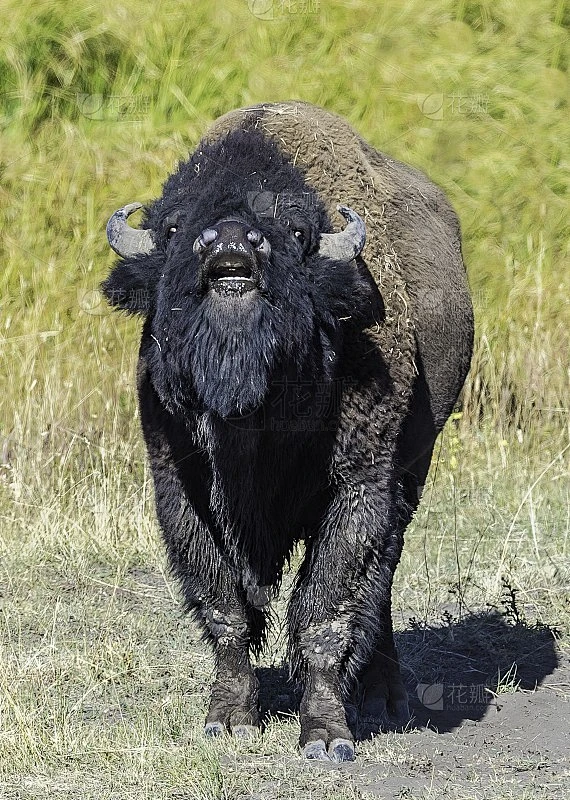 在黄石国家公园发现的一只雄性美洲野牛或野牛(bison bison)的flehmen反应或flehm素材-花瓣网
