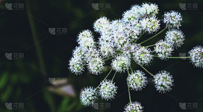 Snyt平凡。全景。