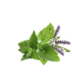 patchouli-png-6.png (300×300)