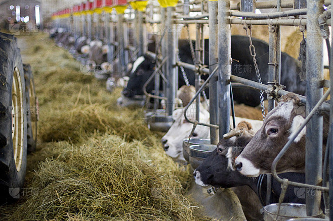 牛棚里的奶牛