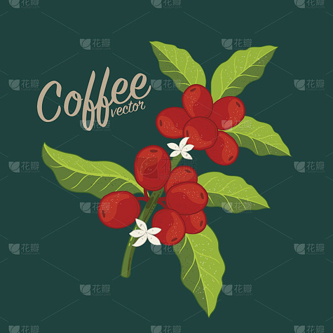向量图形咖啡树种植，树枝，叶子，豆。