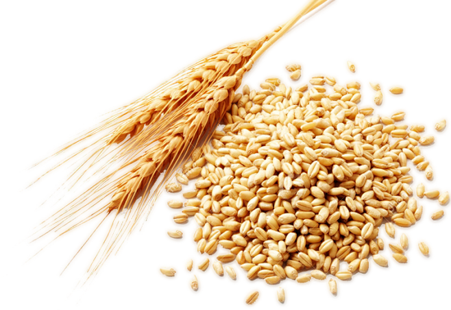 PNG 小麦 麦穗 (49)图片_PNG 小麦 麦穗图片素材-花瓣网