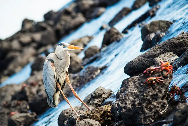 500px / Great Blue Heron by Mike Marano-花瓣网