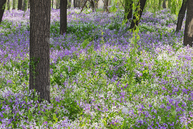 紫色的花长在树林里