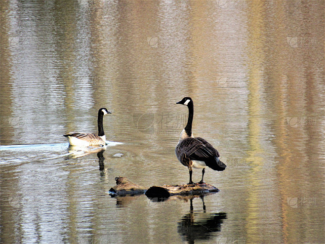 湖上的加拿大鹅