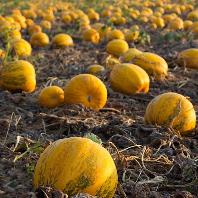 花瓣灵感详情页-花瓣网