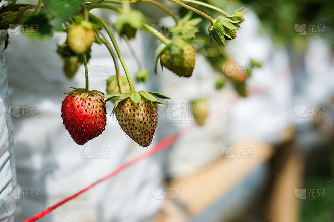 新鲜的草莓在树上，红色成熟和绿色。收获，农业，种植概念