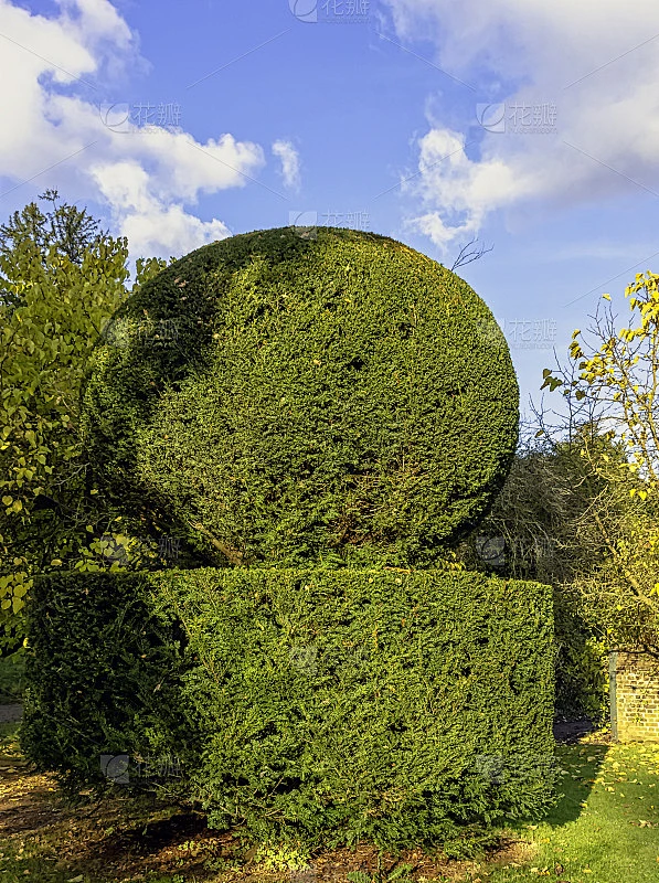 灌木修剪成形状的修剪花园-奥斯特利公园，艾尔沃斯，英国素材-花瓣网