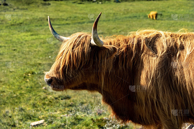的Heilan首席运营官
