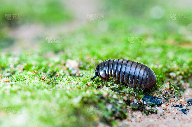 丸千足虫(Oniscomorpha)宏观图片