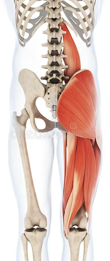 上部腿肌组织-花瓣网