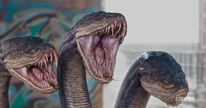 Three headed snake-花瓣网