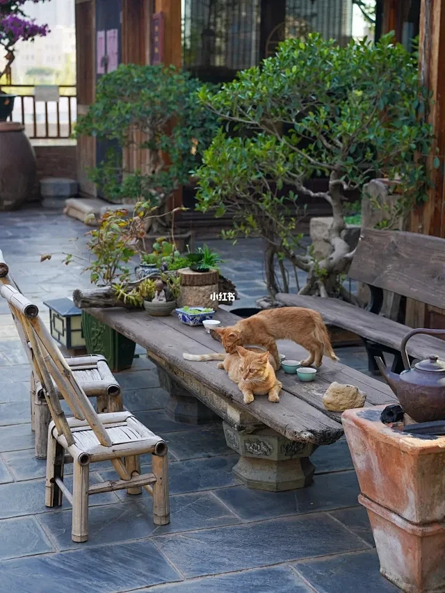 院子煮茶 - 小红书搜索-花瓣网