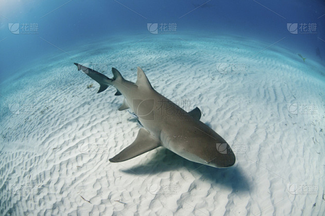 短吻柠檬鲨,requiem shark,水平画幅,水下,鲨鱼,野外动物,海洋生命,海底,海洋,动物