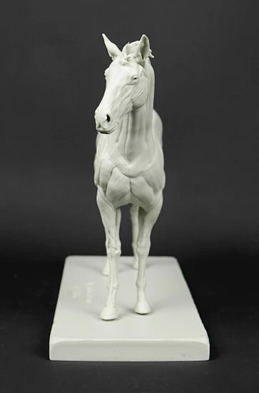 3dtotal Anatomy: Equine figure-花瓣网