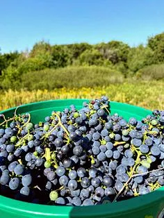 Wild Grape Jelly · Jess in the Kitchen-花瓣网