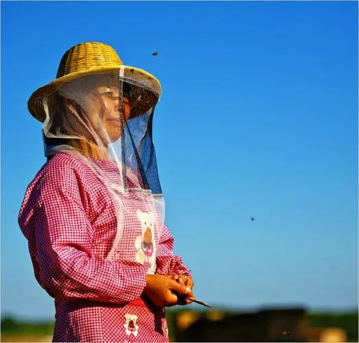 养蜂_百度图片搜索-花瓣网