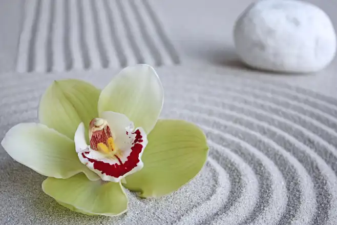 GrüneOrchidee 2-花瓣网