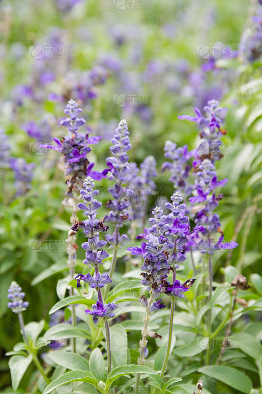 lavender-5