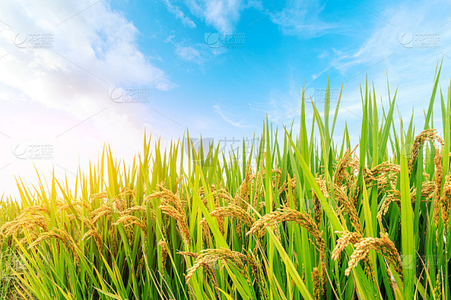 秋天成熟的稻田