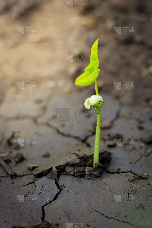 树苗在树桩上发芽而获得的新生命。