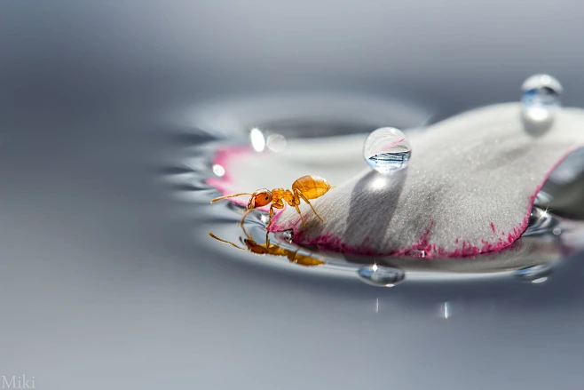 Flow / 500px-花瓣网
