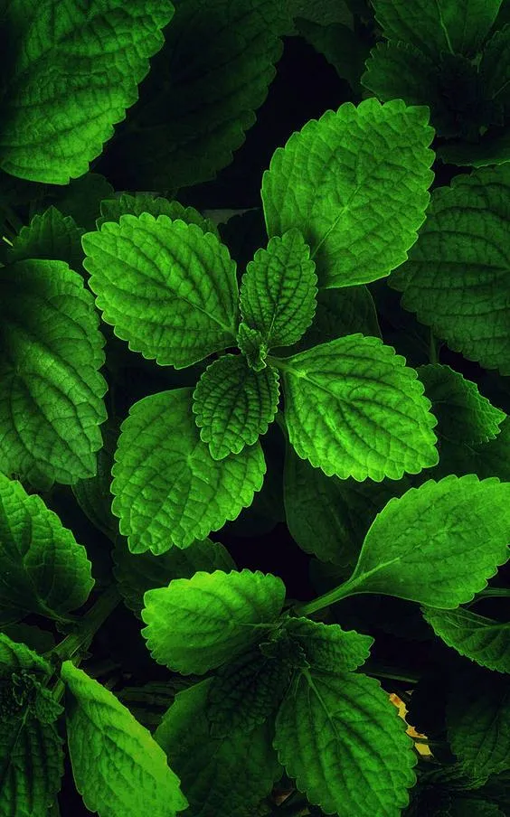 (499) Pinterest-花瓣网