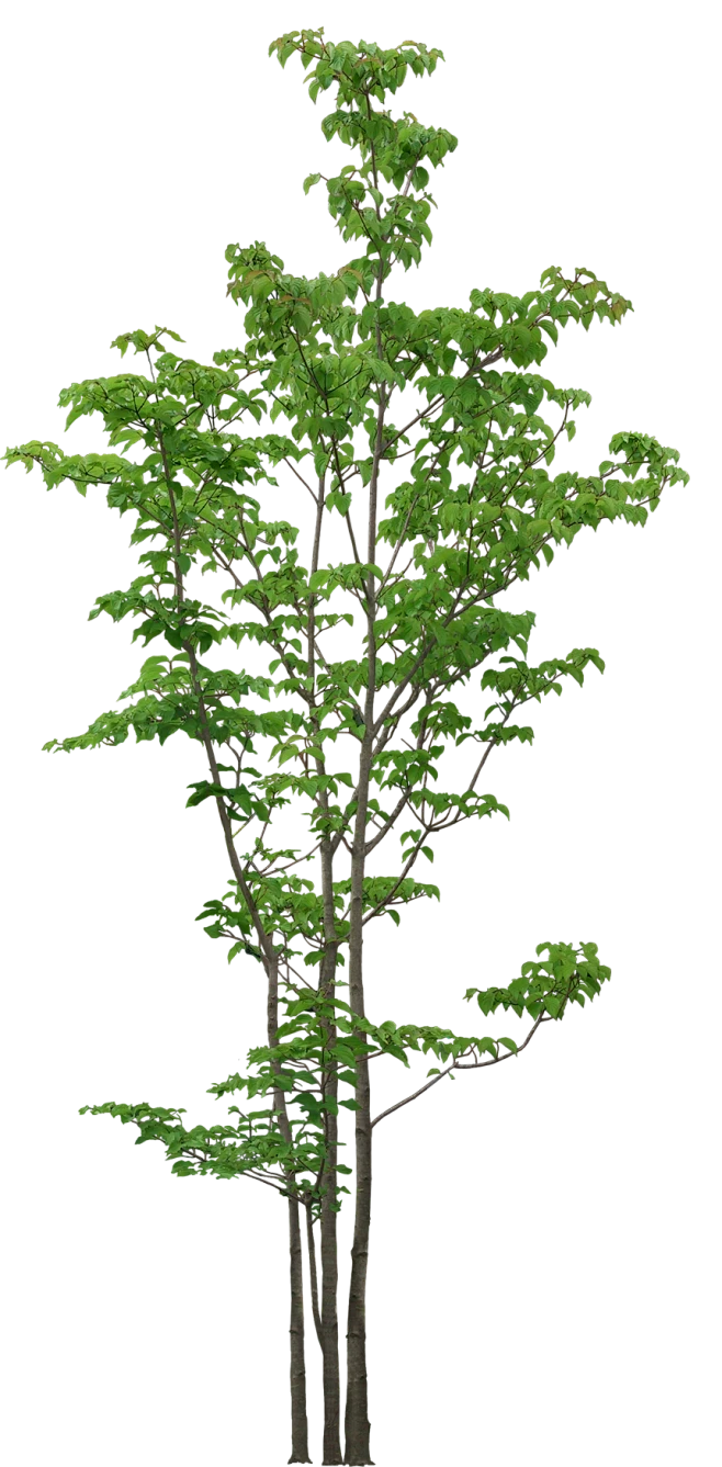 J2_11山茱萸-花瓣网