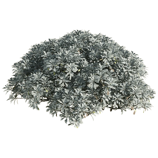 Crossostephium chinense芙蓉菊-花瓣网