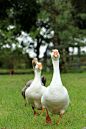 Toulouse Goose Bird Duck Domestic Goose PNG - Free Download-花瓣网