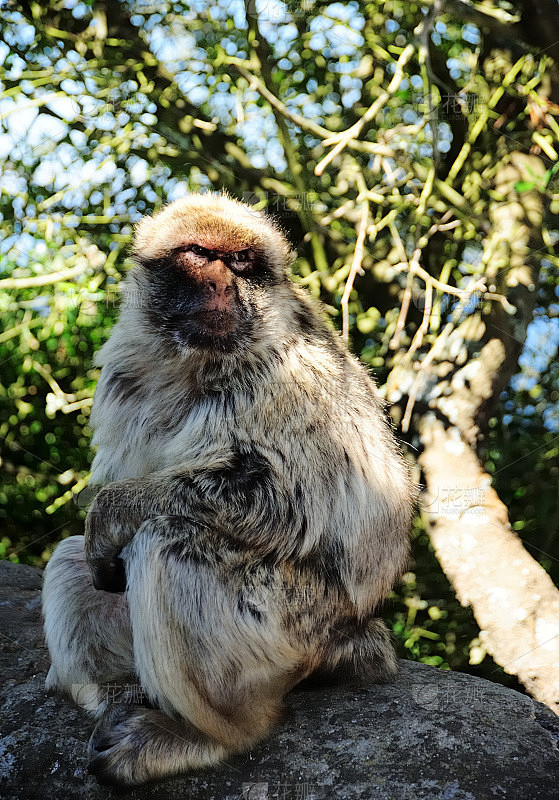 阳光下的巴巴里猕猴