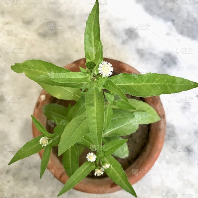 Eclipta Alba is also known as Bhringraj, false daisy. It’s a very nice ...