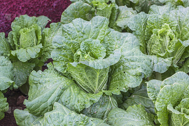 中国Cabbage-Michilli