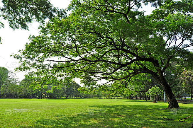 大树下的绿草