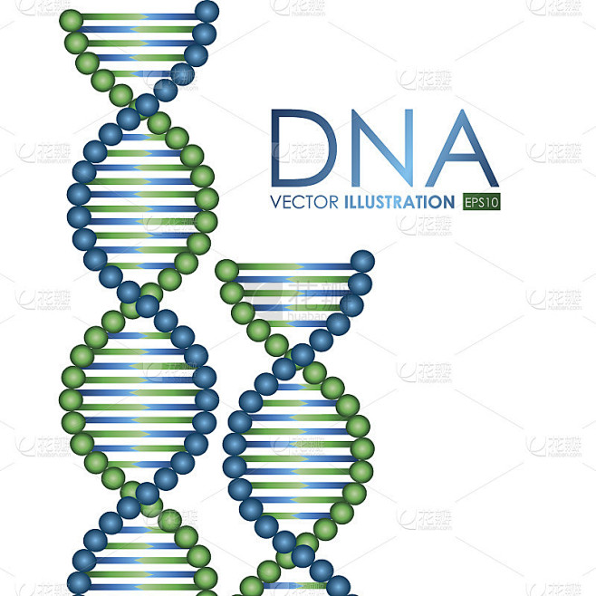 DNA设计，矢量图。