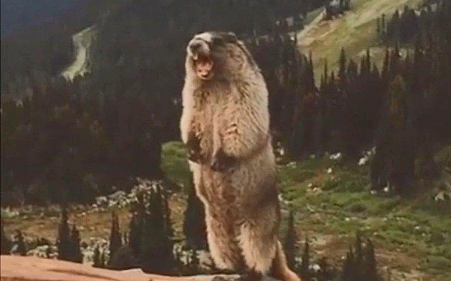 尖叫土拨鼠’的搜索结果_360图片-花瓣网